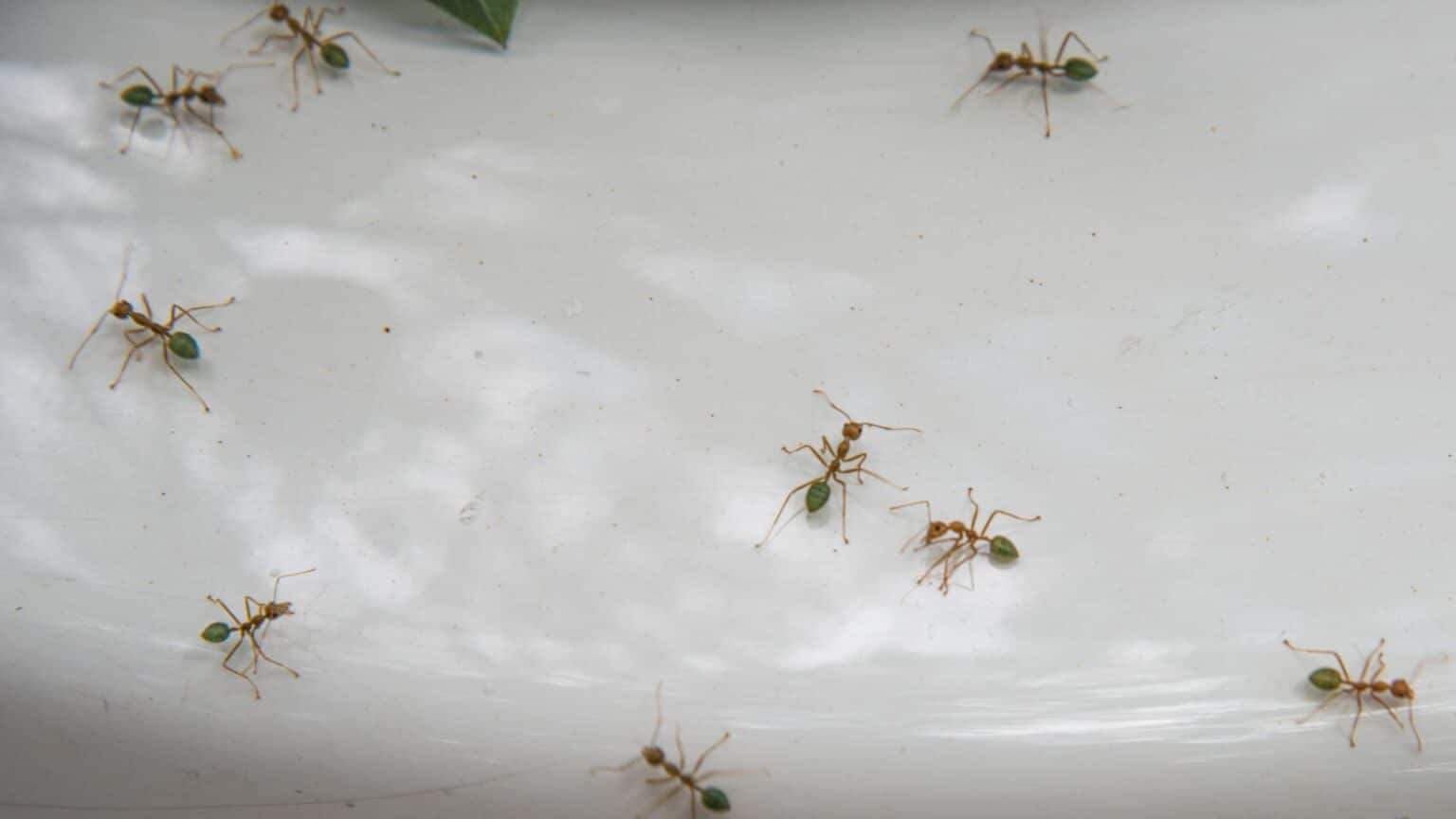 How To Get Rid Of Ants In Car Safely & Permanently